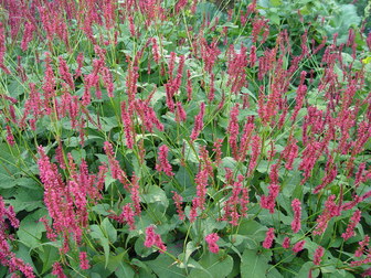 Persicaria amplexicaulis 'Firetail'