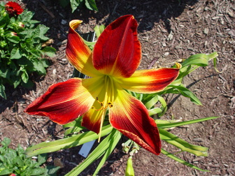 Hemerocallis 'Ruby Spider'