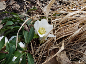 Helleborus niger 'Jacob' [sold as HGC (R)]
