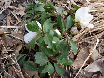 Helleborus niger 'Jacob' [sold as HGC (R)]