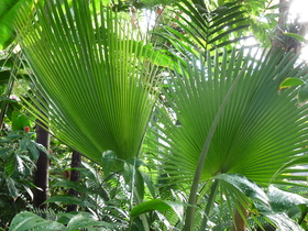 Conservatory Palm Collection at Denver Botanic Gardens